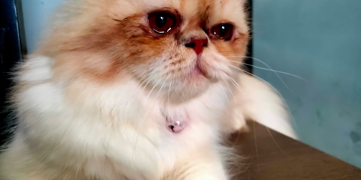 Comment un chat pleure ? - Non Intervention